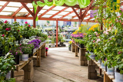 Three Reasons You Should Shop For Plants at Your Local Nursery | Yard ...