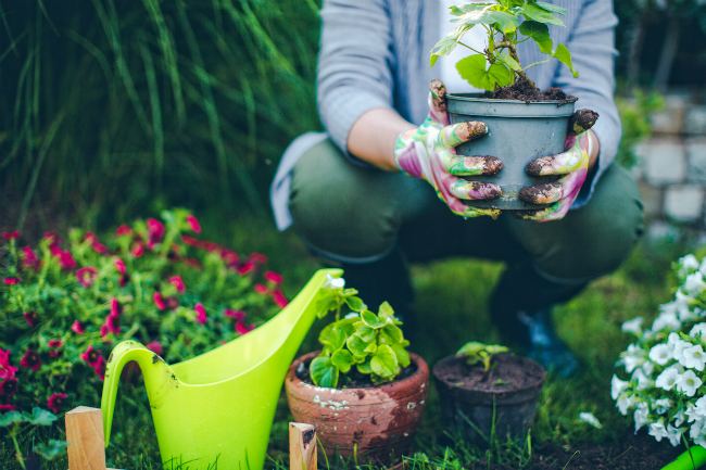 5 Tips for Planting Flowers in the Spring | Yard & Nursery Depot