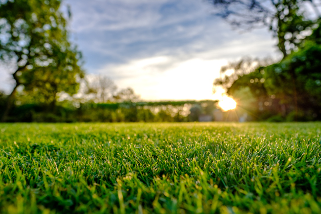 3 Tips to Make Lawn Care Simpler | Yard & Nursery Depot